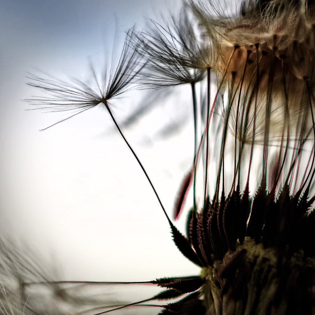 spring twilight – a meditative journey