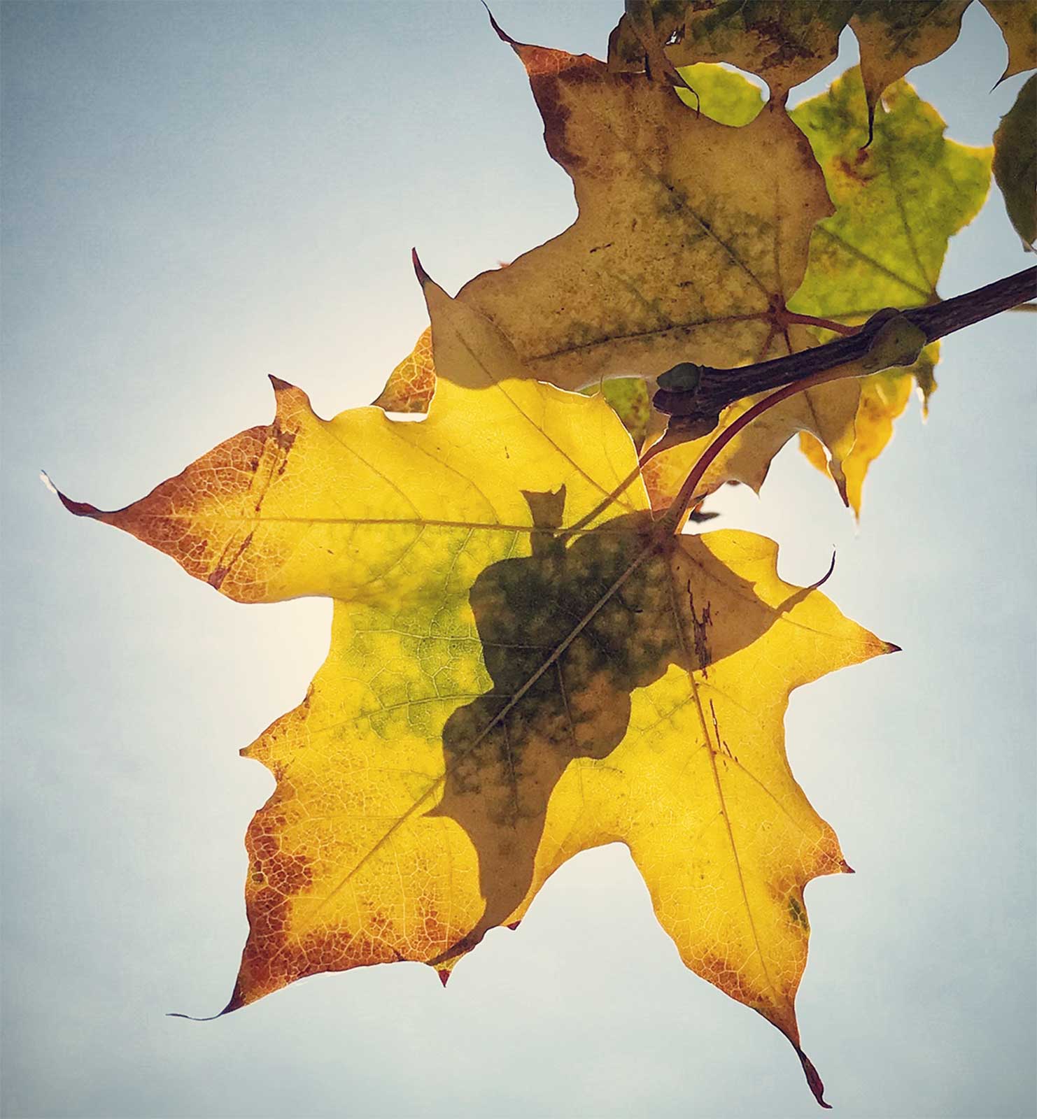 kagami shikoo – a meditative journey