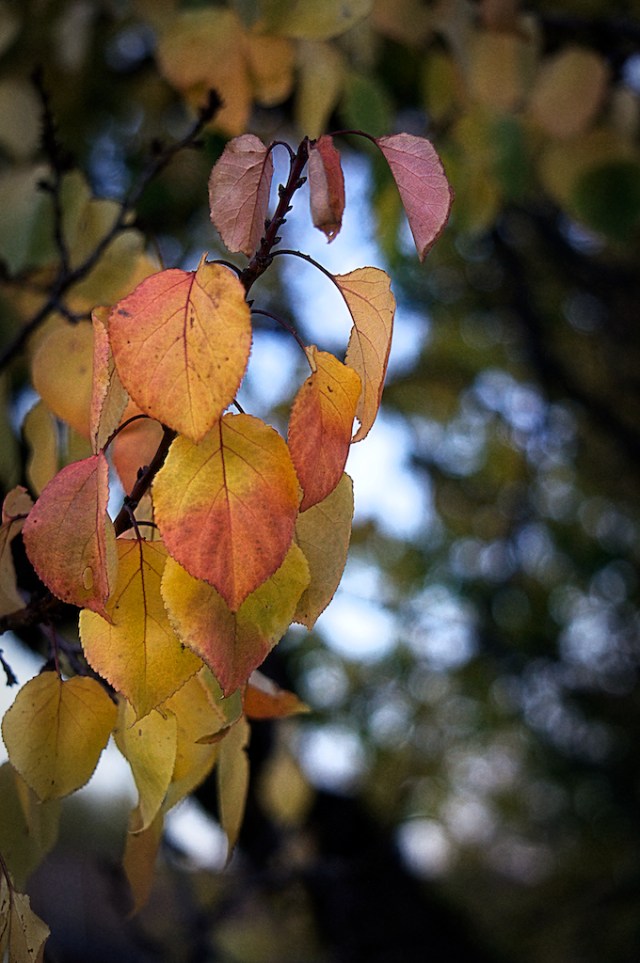 lens-artists challenge: looking back – autumn – a meditative journey