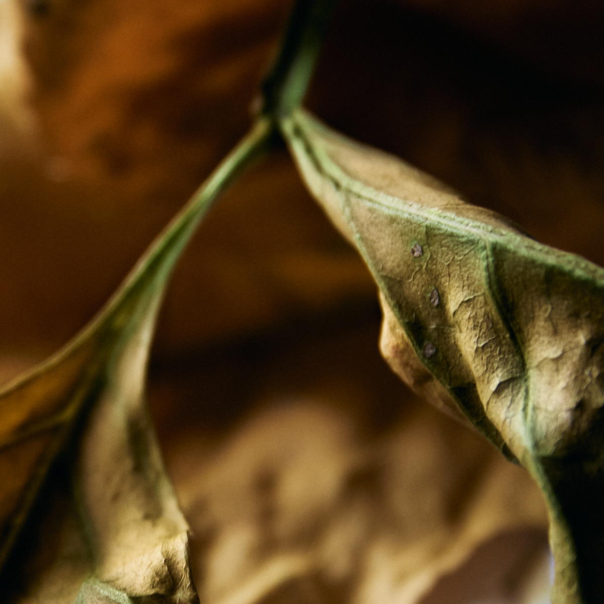 lens-artists challenge: looking back – autumn – a meditative journey