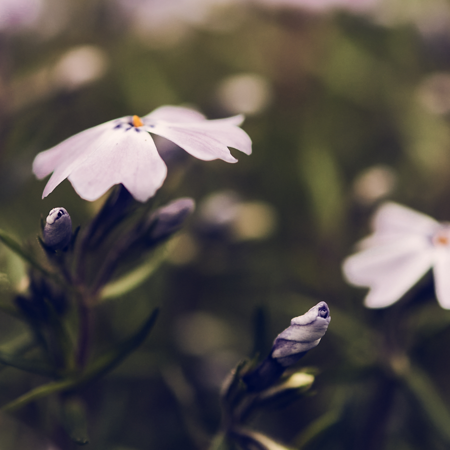 awaiting spring – a meditative journey