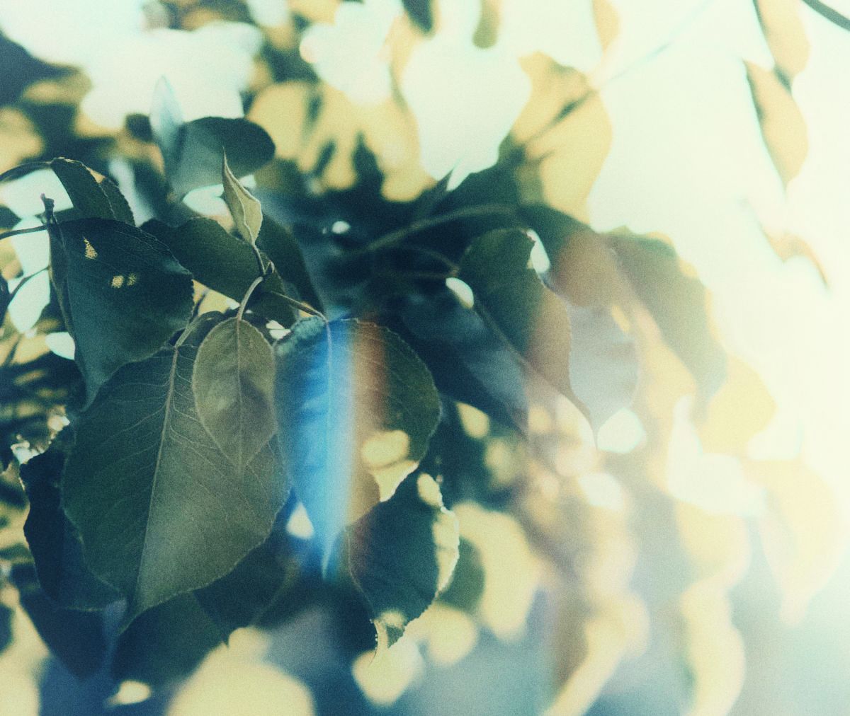 lens-artist: dreamy – a meditative journey