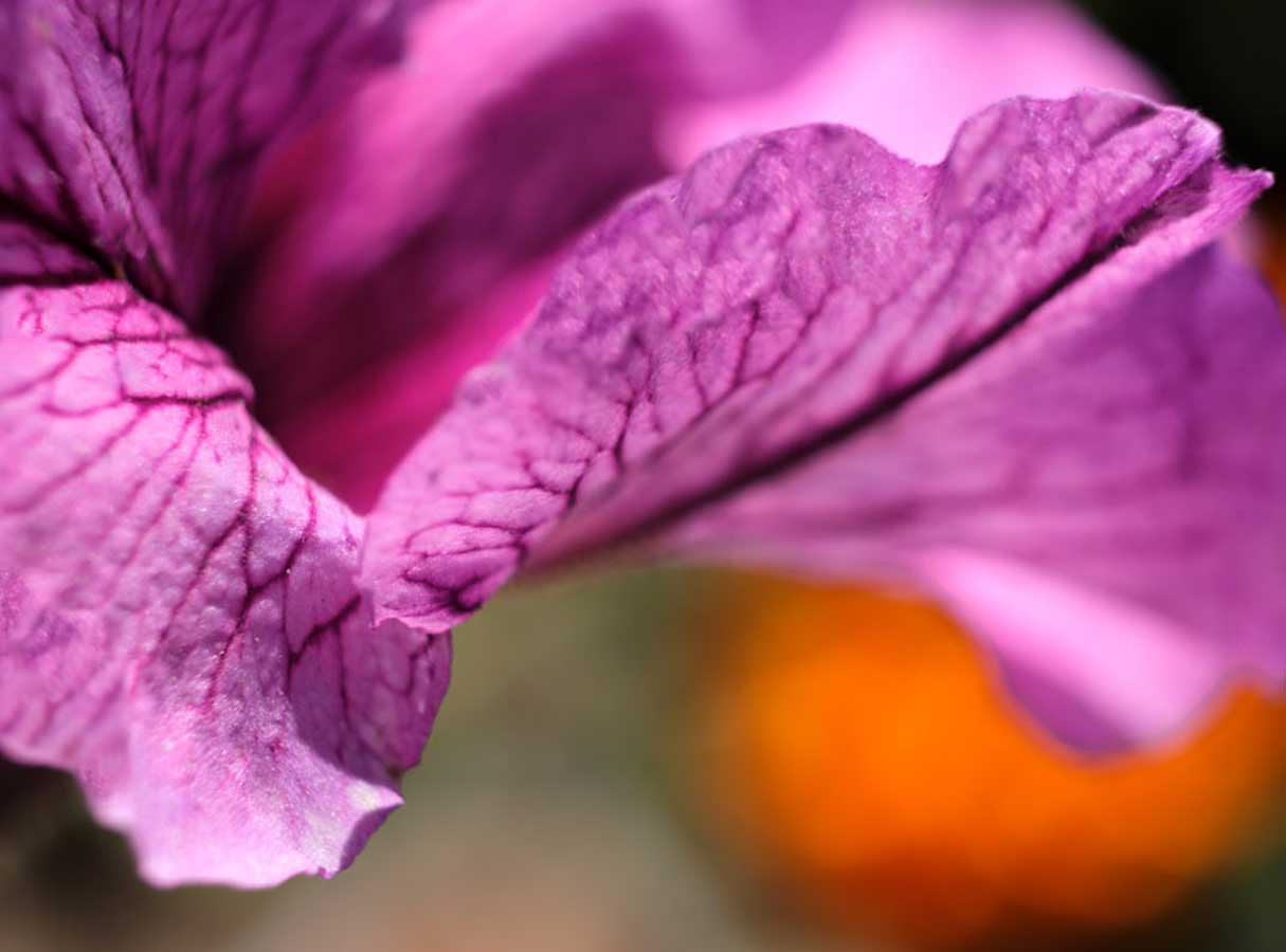 a moment in spring – a meditative journey