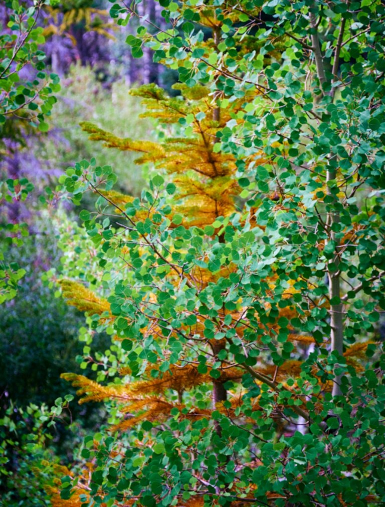 contemplative photography – a meditative journey