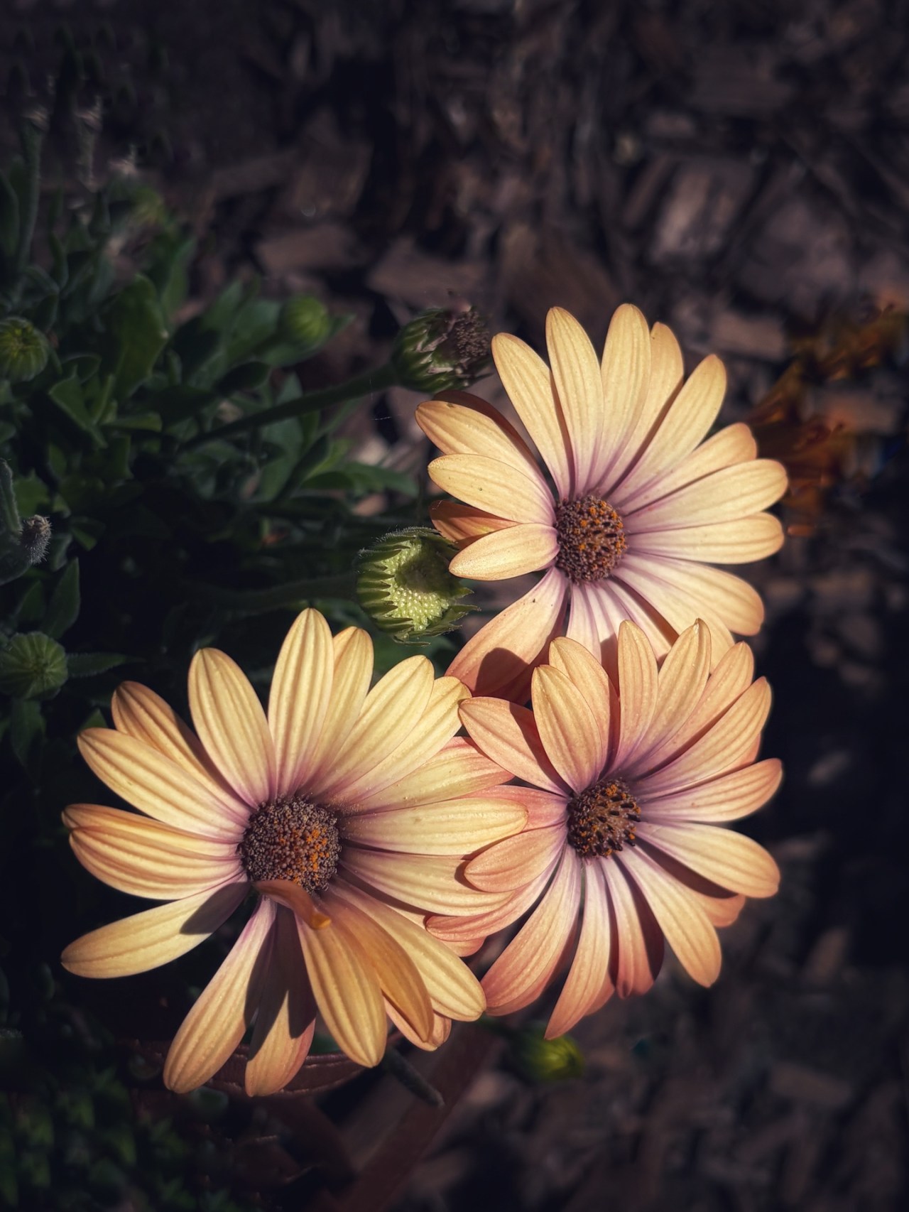 lens-artists: focus on the subject – a meditative journey